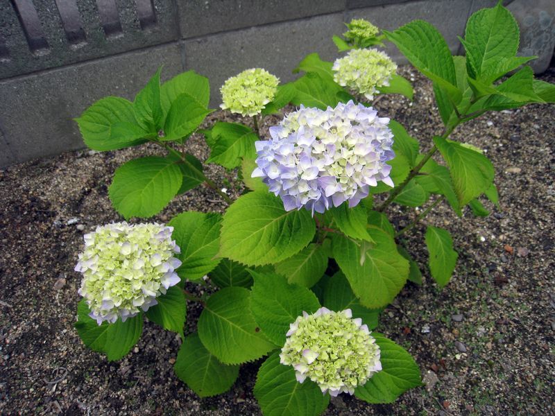 季節の花: 気ままに鉄分補給