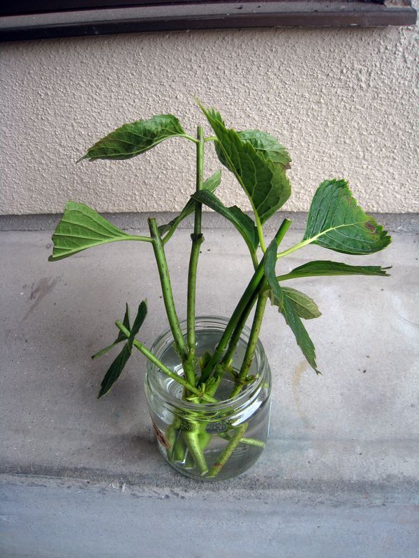 白い稲妻 -9-: 気ままに鉄分補給